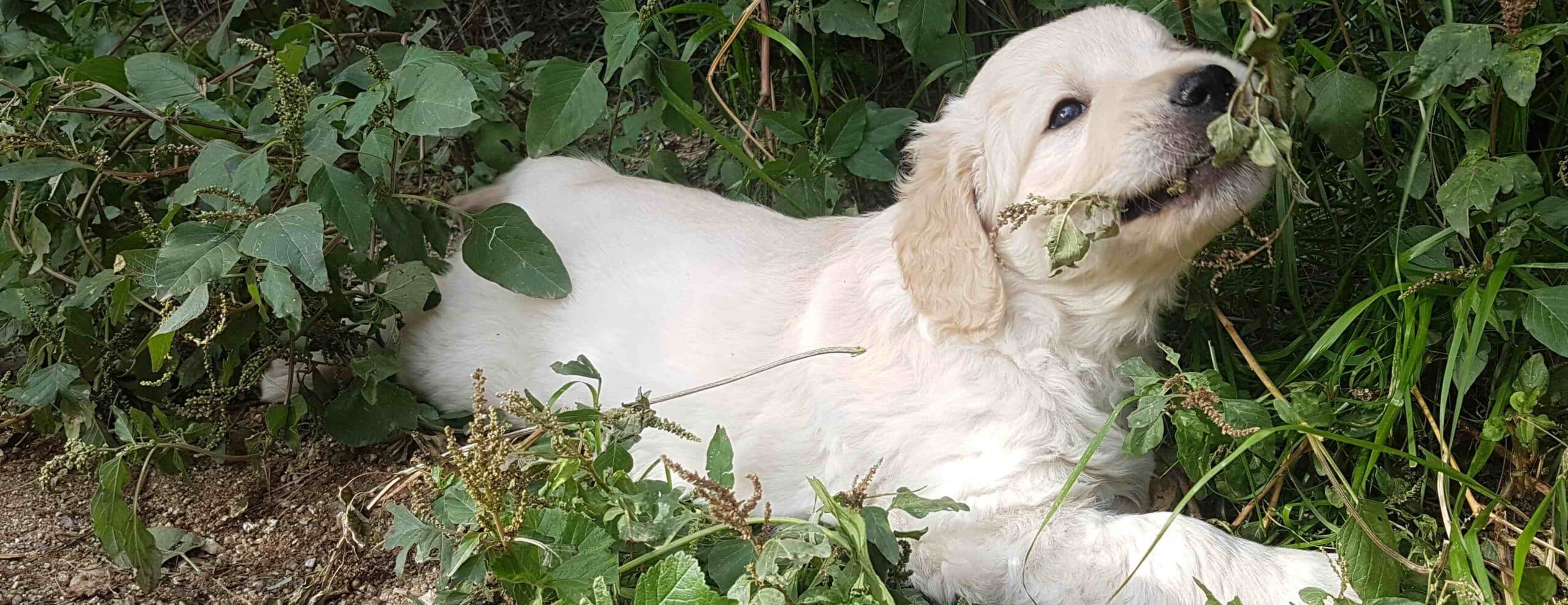 Educación de Cachorros - Boncan - Educación Canina en Barcelona