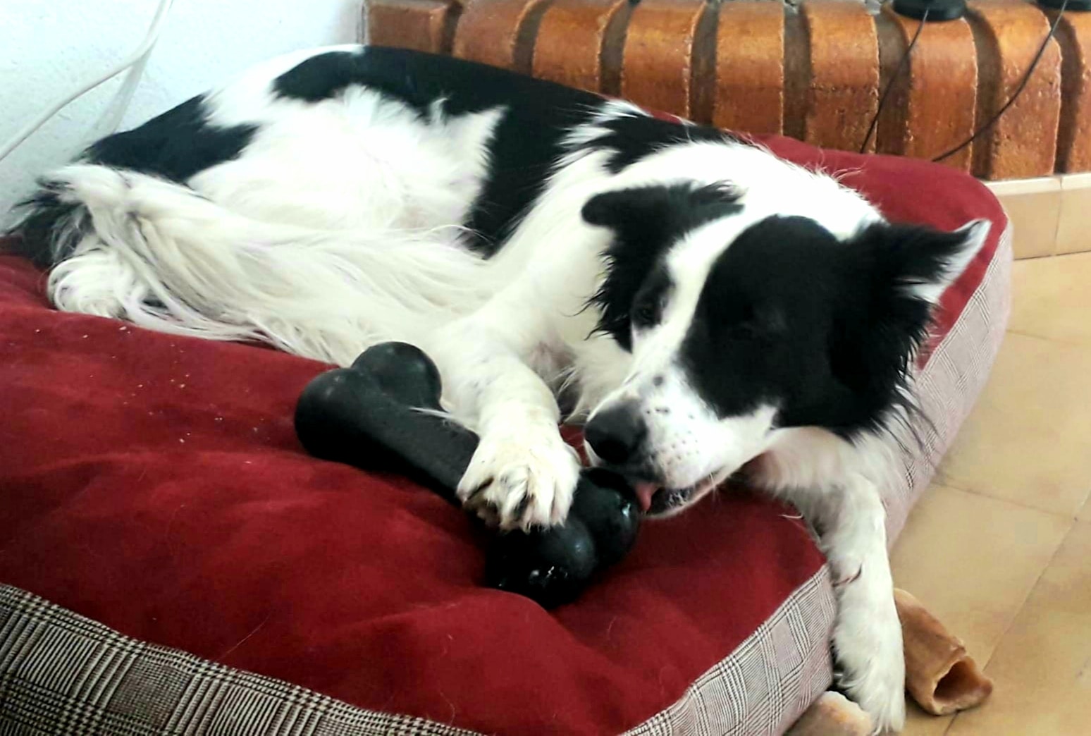 Productos recomendados - Boncan - Educación Canina en Barcelona