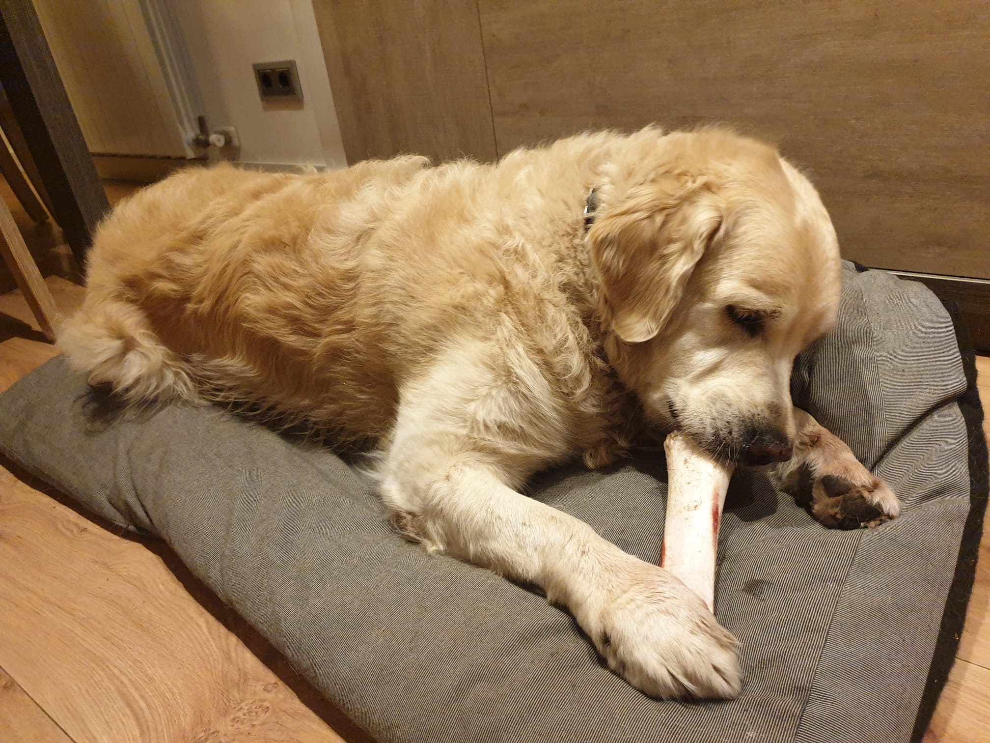 Productos recomendados - Boncan - Educación Canina en Barcelona