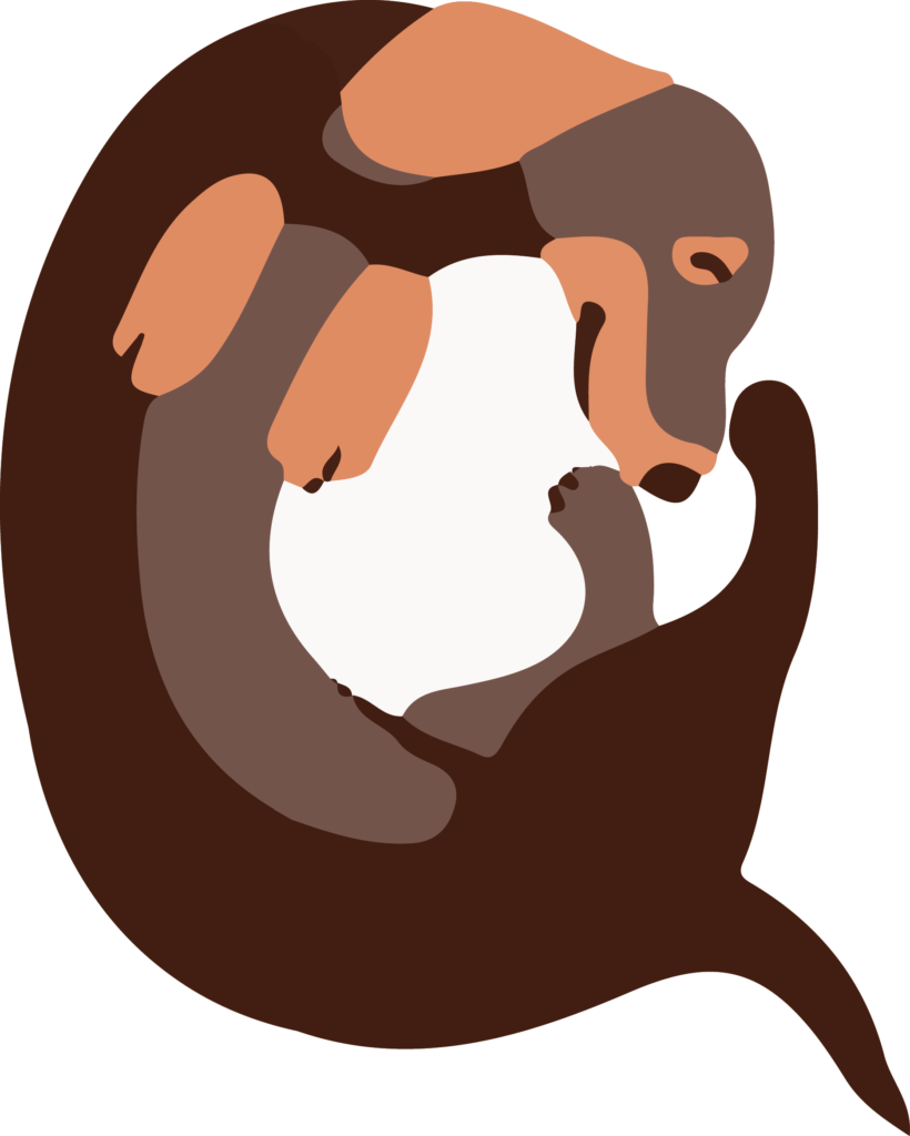 Refranes, citas y frases sobre perros - Boncan - Educación Canina Barcelona