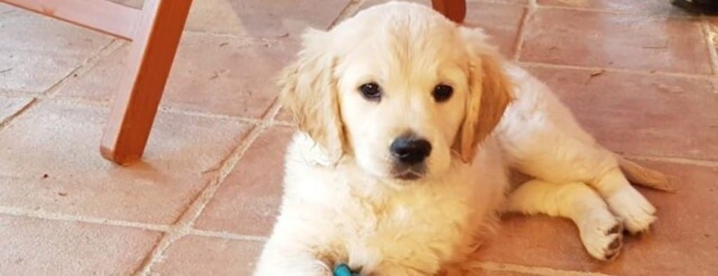 Educación de Cachorros - Boncan - Educación Canina en Barcelona