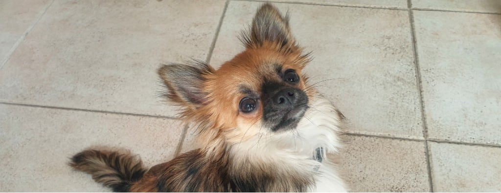 Educación de Cachorros - Boncan - Educación Canina en Barcelona