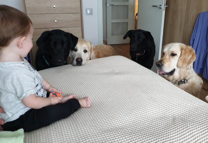 ¡Que viene el bebé! Bebés, perros y familia - Boncan - Educación Canina ...