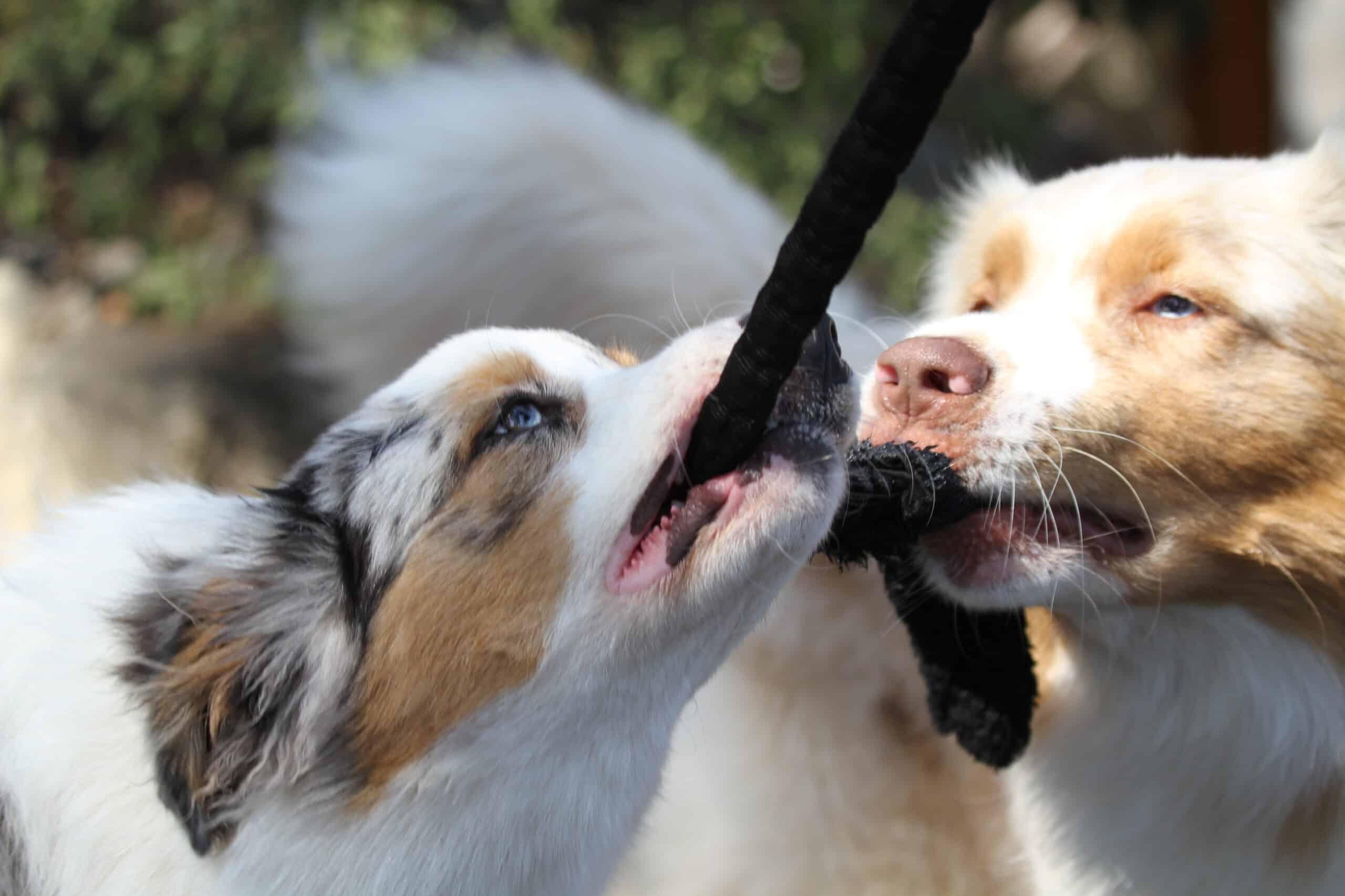 Productos recomendados - Boncan - Educación Canina en Barcelona
